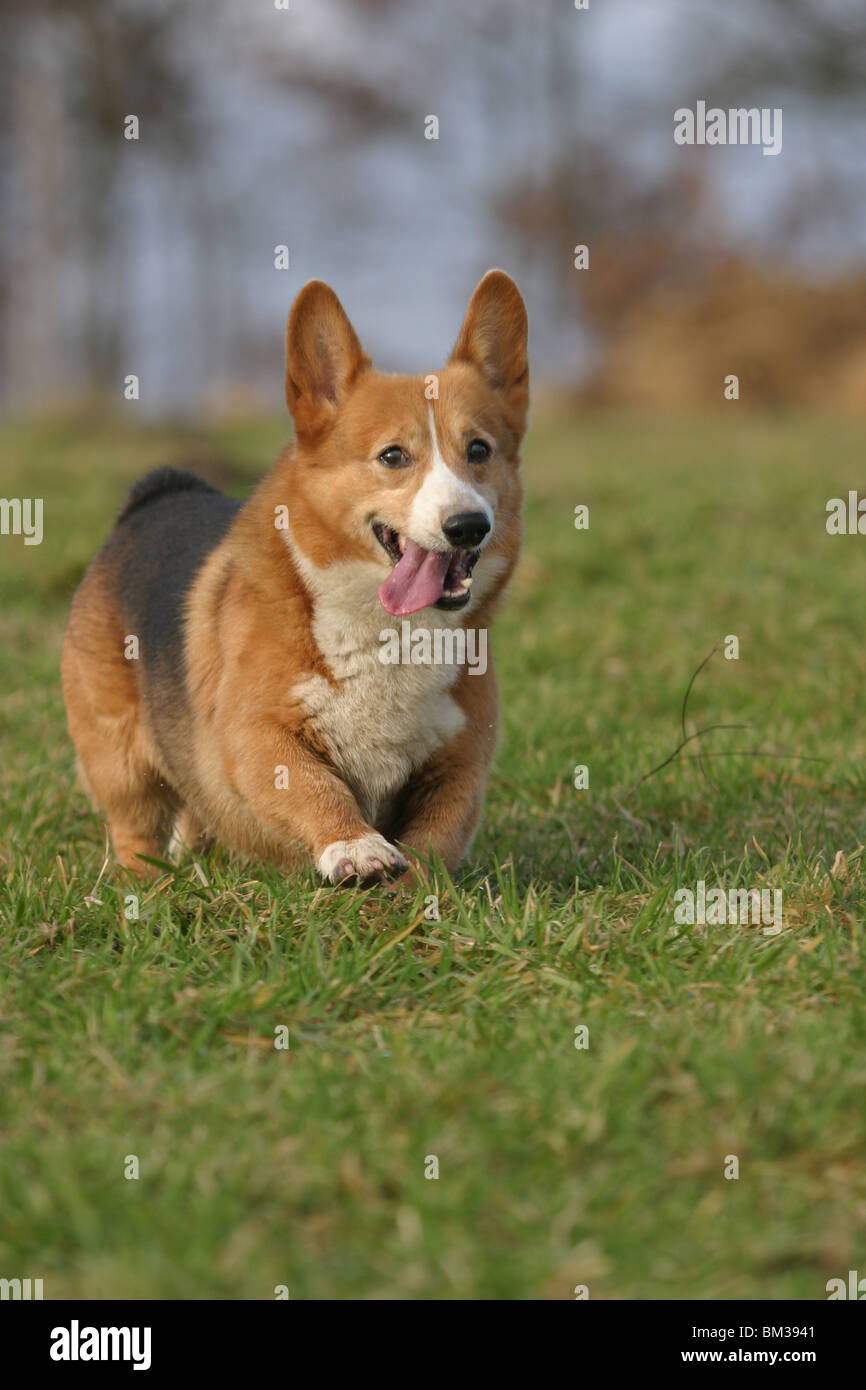 rennender / running Welsh Corgi Pembroke Stock Photo - Alamy