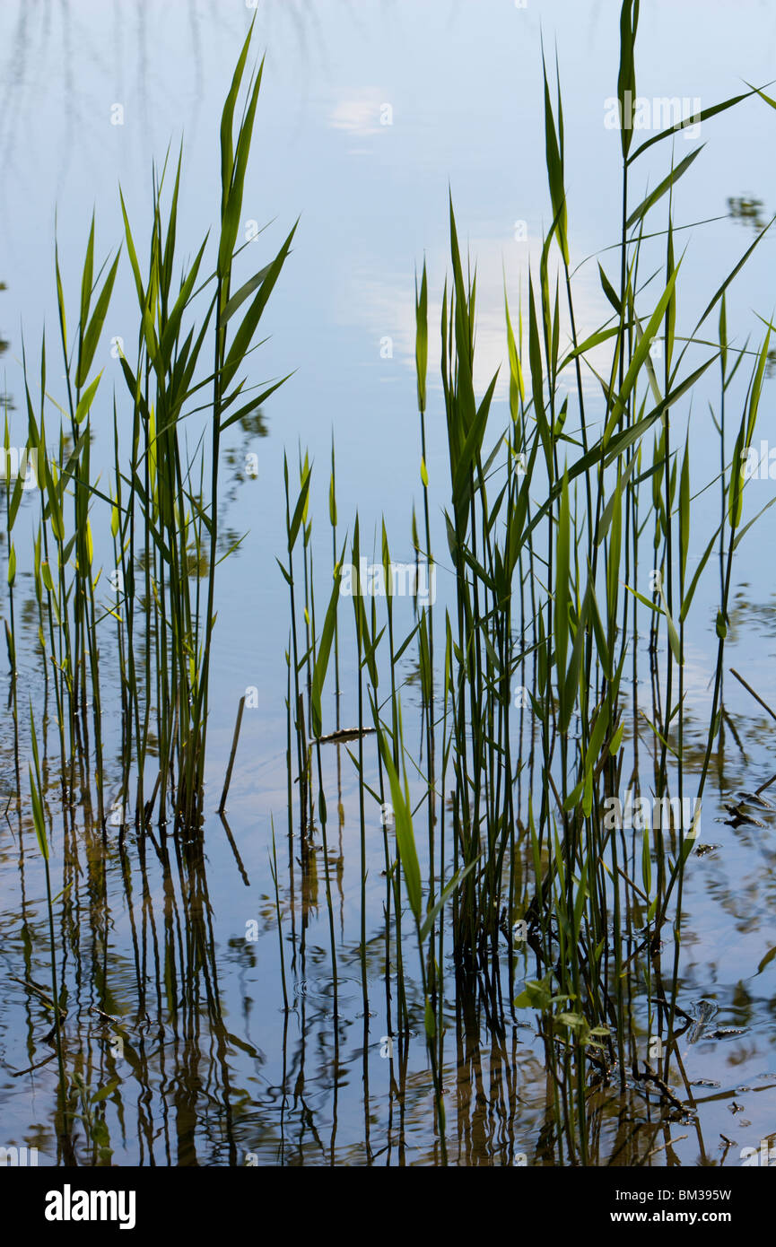 Reeds at the edge of the River Nadder in Salisbury Stock Photo - Alamy