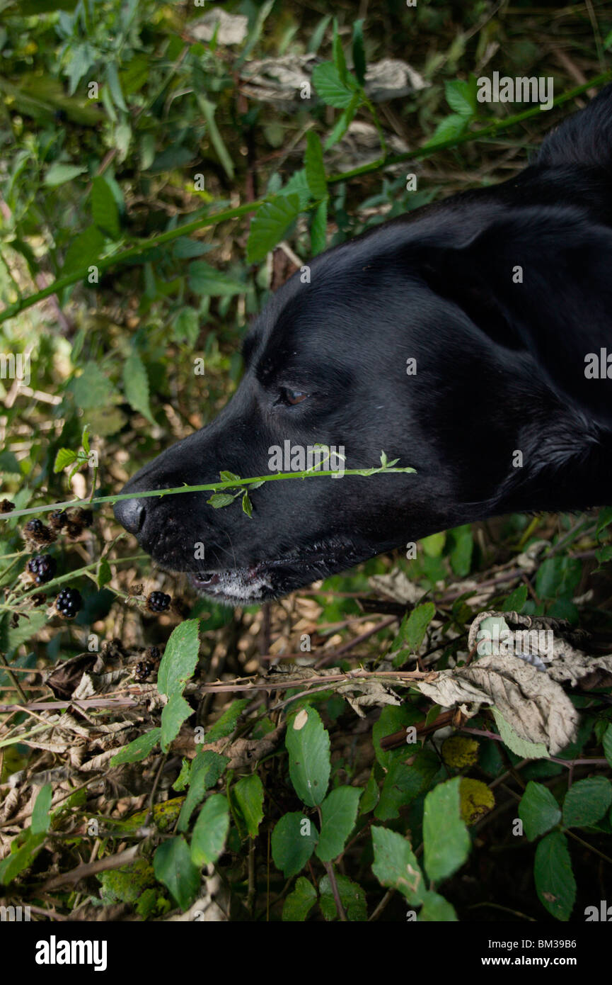 black labrador picking blackberries Stock Photo - Alamy