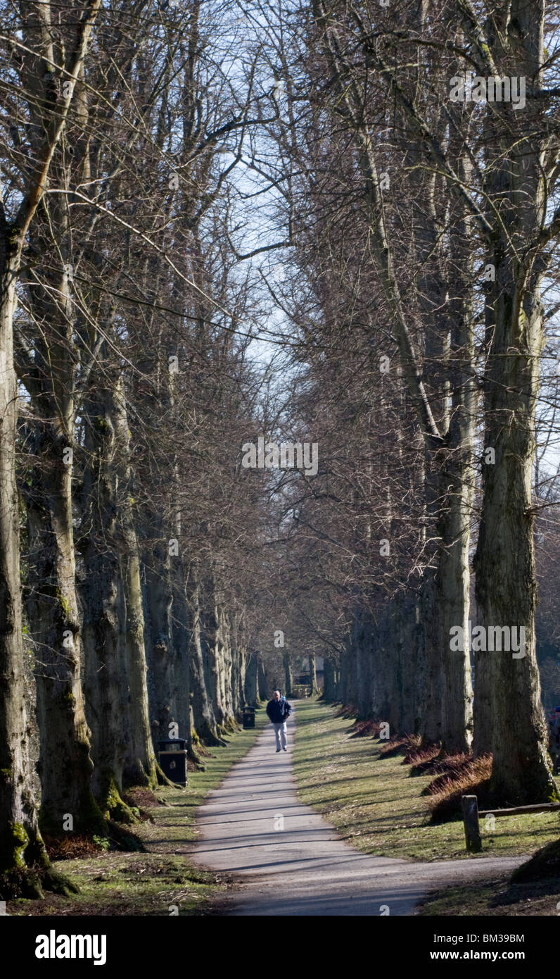 Tree lined path uk hi-res stock photography and images - Alamy