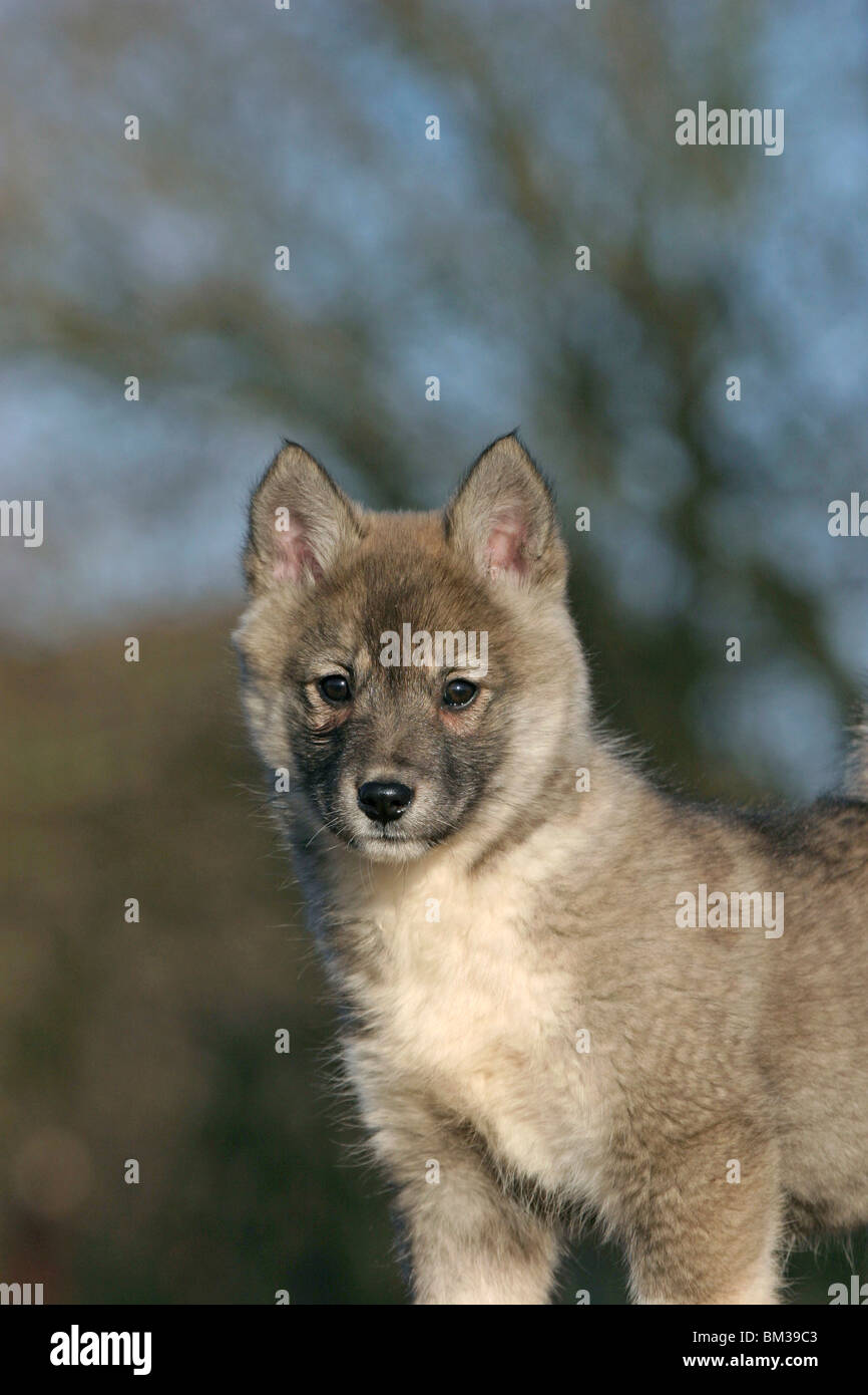 stehender Westsibirischer Laika / standing laika Stock Photo - Alamy