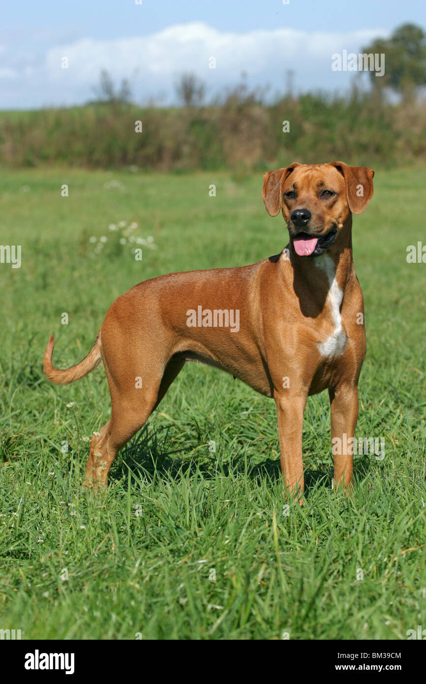 stehender Mischling / standing Mongrel Stock Photo - Alamy