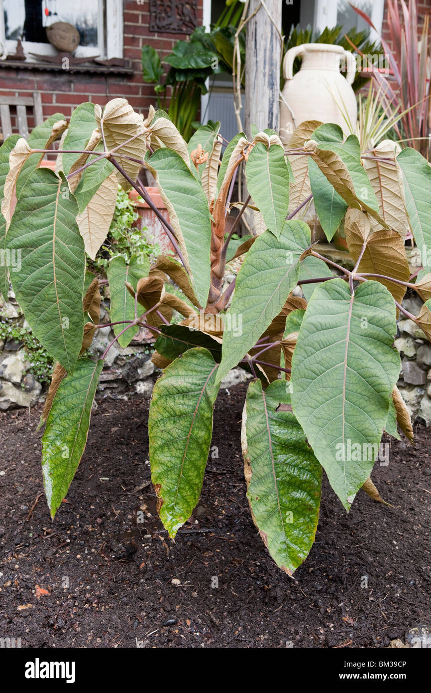 Schefflera macrophylla growing in the Exotic Garden Stock Photo - Alamy