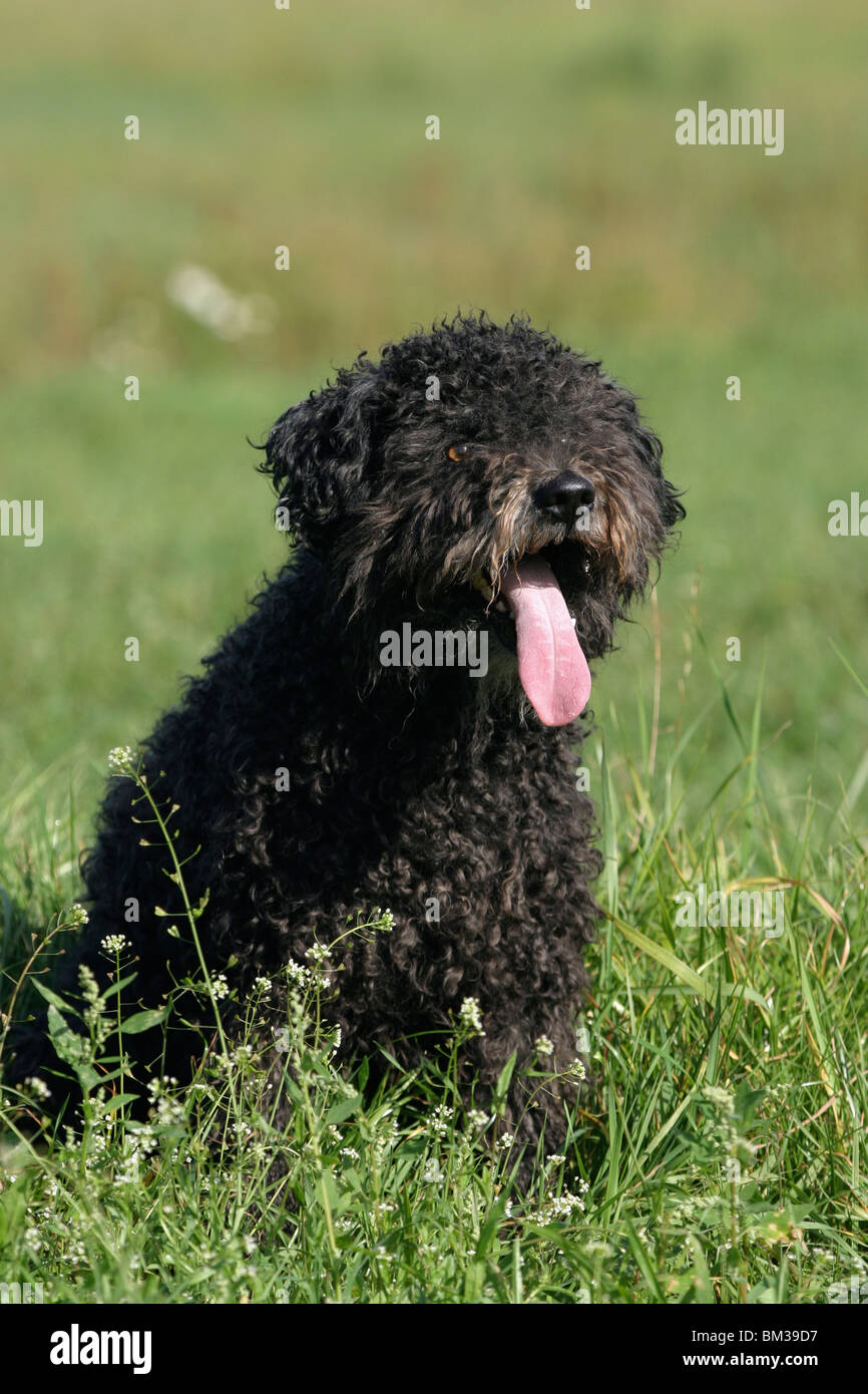 Pumis hungary hi-res stock photography and images - Alamy