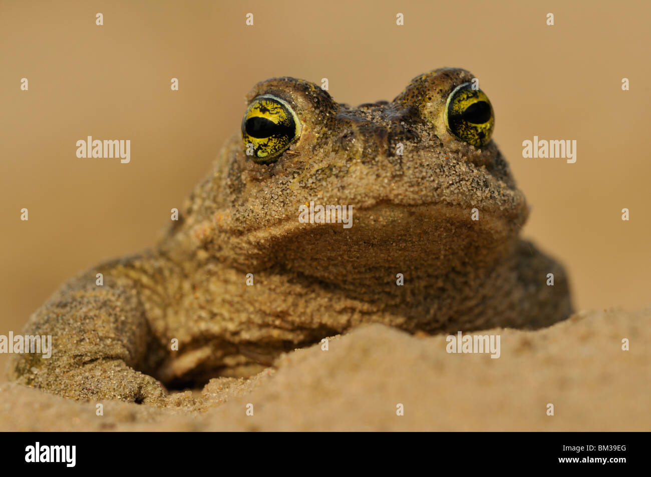 Calamite hi-res stock photography and images - Alamy