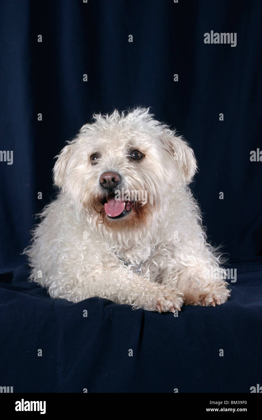 Pumis hungary hi-res stock photography and images - Alamy