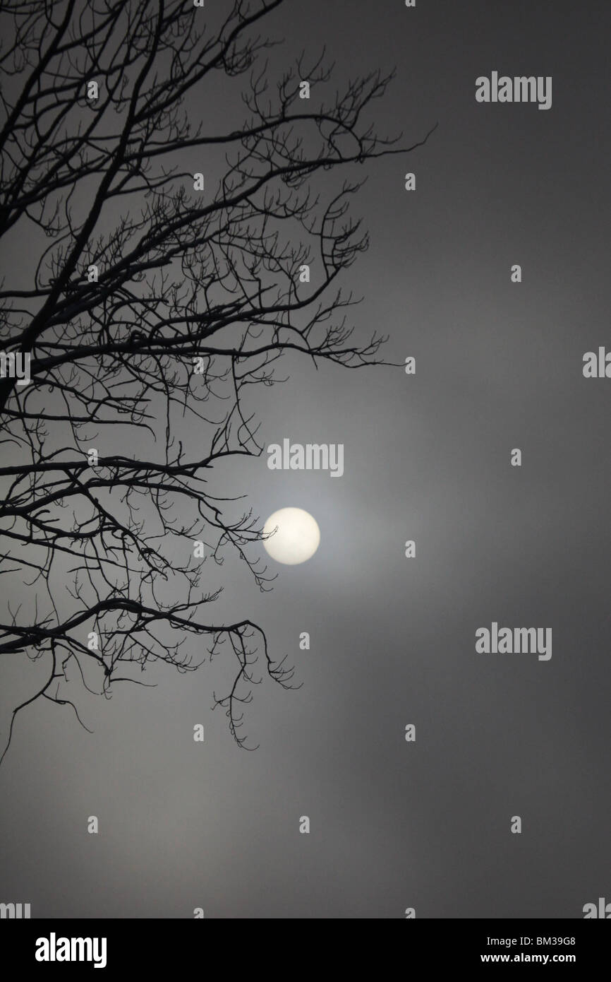 SPOOKE SUN THROUGH MIST AND WINTER TREE: Spooky tree silhouette sun ...