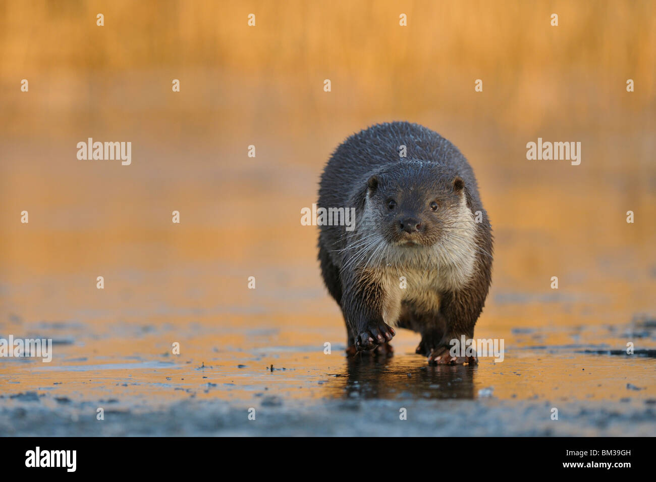 European River Otter (Lutra lutra). Female running on ice Stock Photo ...