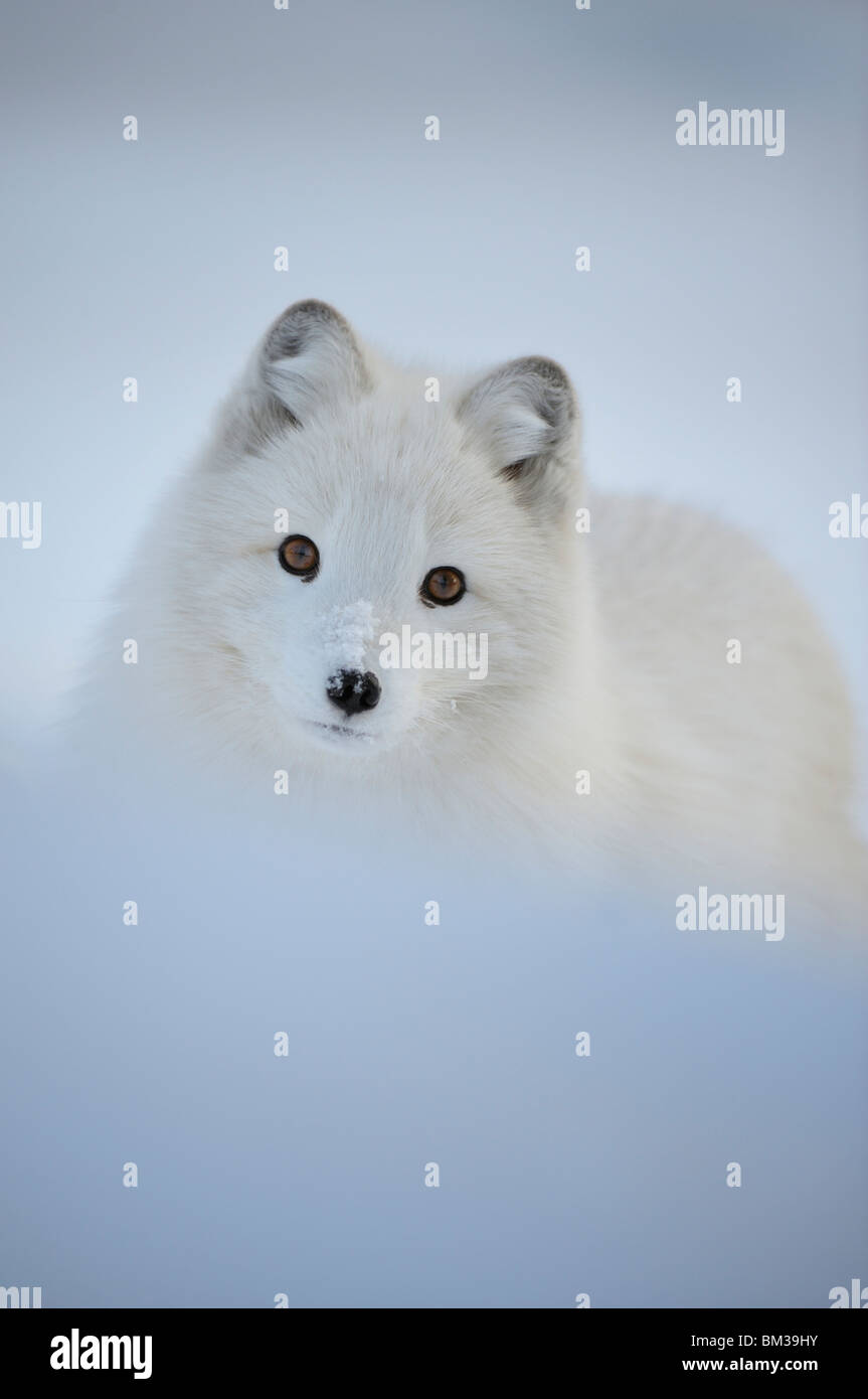 Arctic fox head in snow hi-res stock photography and images - Alamy