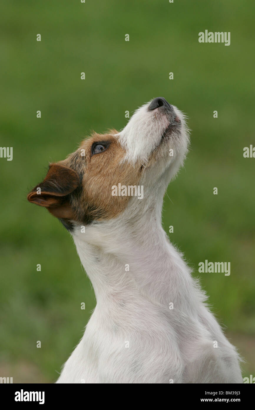 Parson Russell Terrier Portrait Stock Photo - Alamy