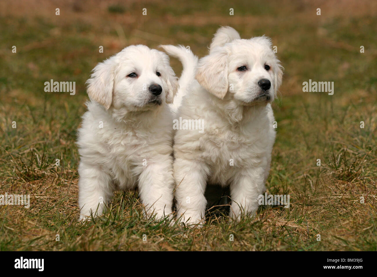 Podhalaner Welpe / Podhalaner Puppy Stock Photo - Alamy