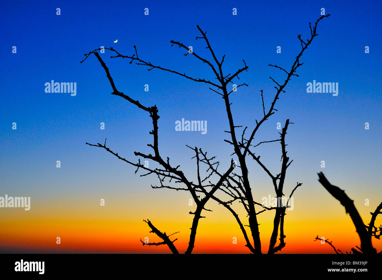 Sunset hawthorn Silhouette Stock Photo - Alamy