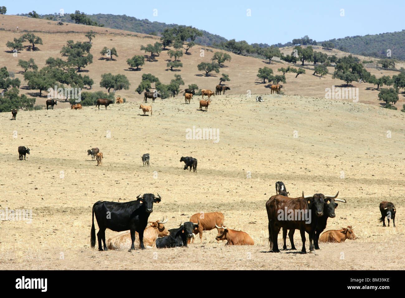 Bull cattle black toro in southern Spain Andalucia Stock Photo - Alamy
