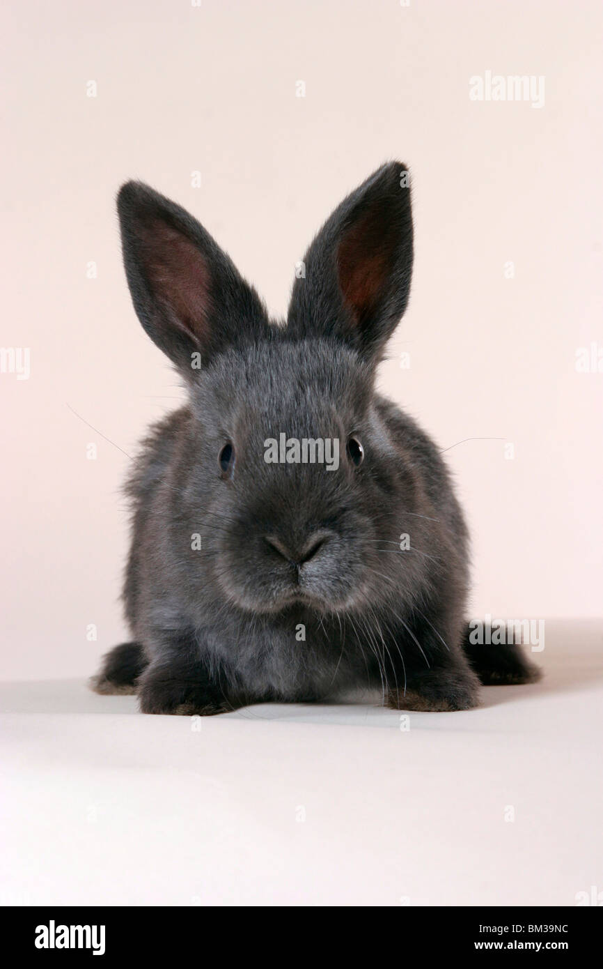 Kaninchen / rabbit Stock Photo - Alamy