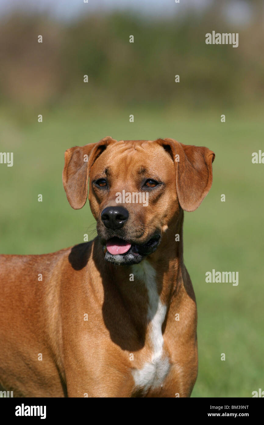 Mischling im Portrait / Mongrel head Stock Photo - Alamy