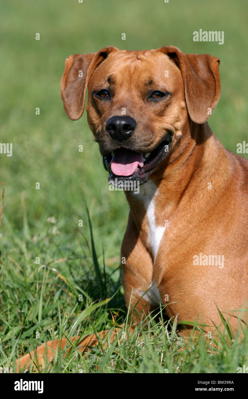 Mischling / Mongrel Stock Photo - Alamy