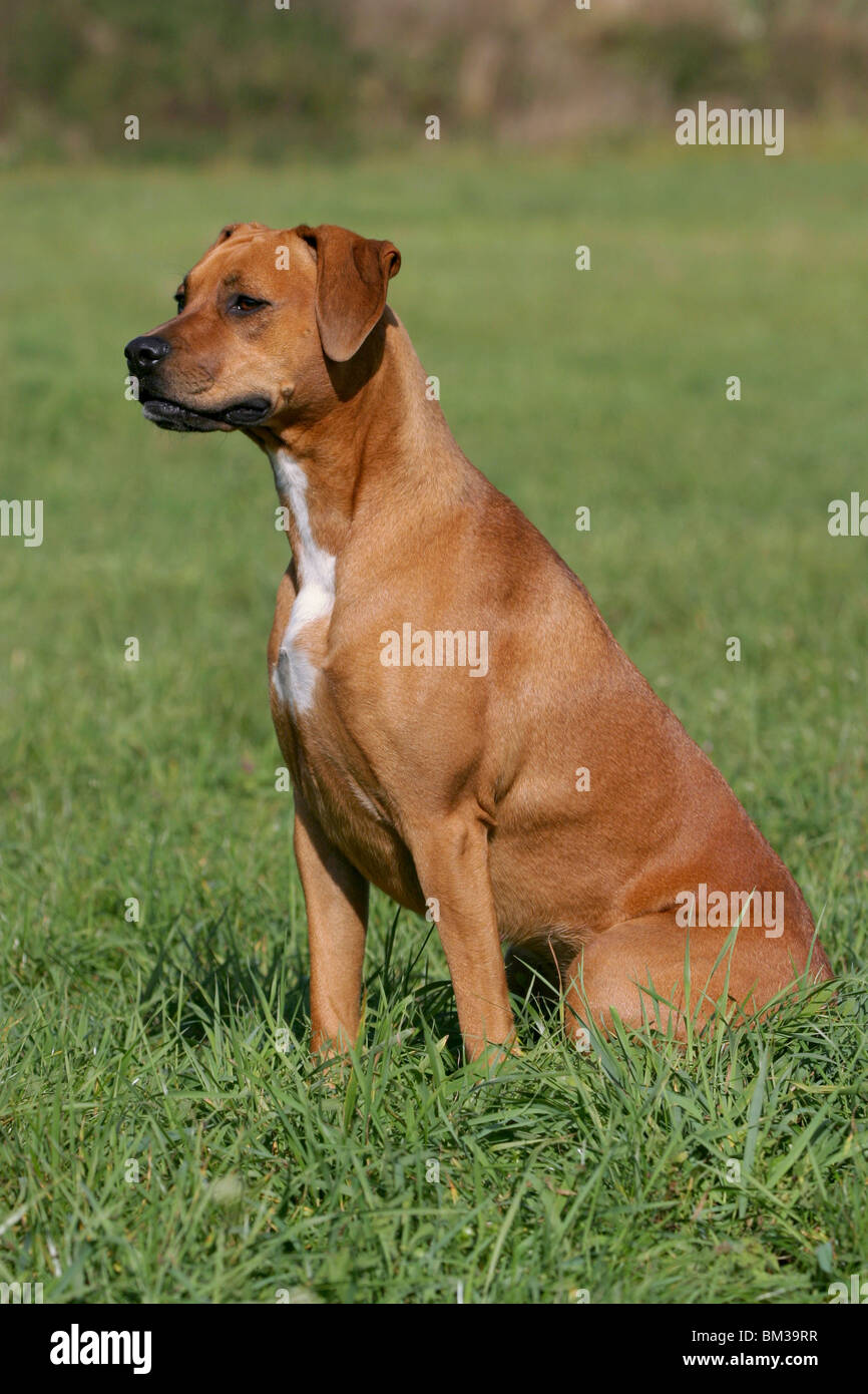 Mischling / Mongrel Stock Photo - Alamy