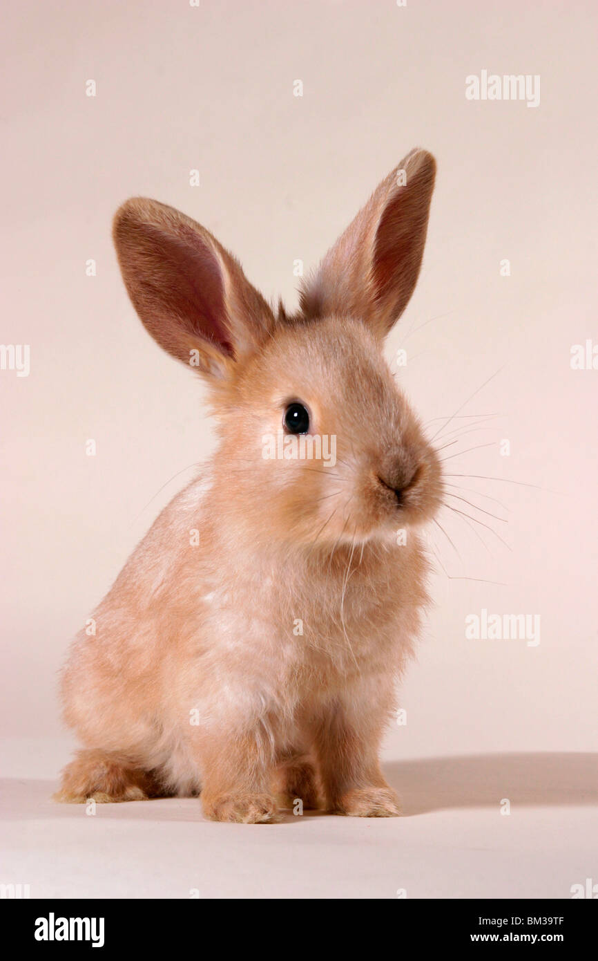Kaninchen / rabbit Stock Photo - Alamy