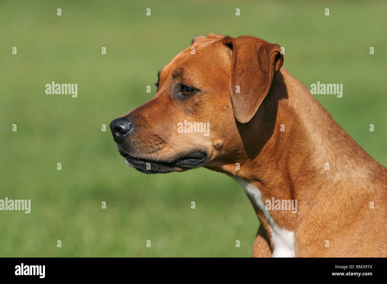 Mischling im Portrait / Mongrel head Stock Photo - Alamy