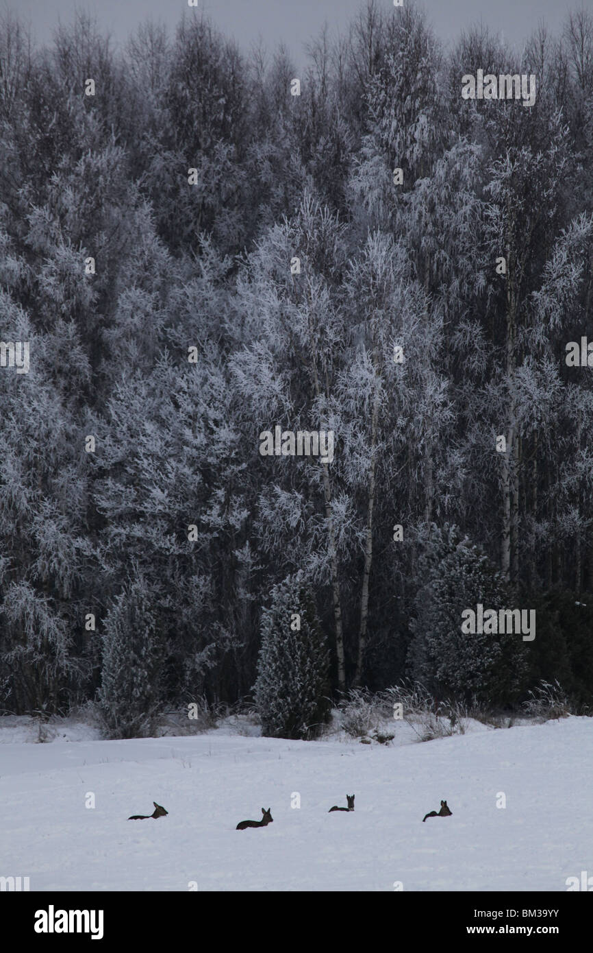 Roe trees hi-res stock photography and images - Alamy