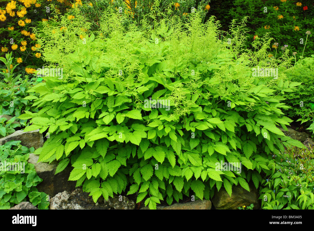 Goatsbeard fresh green spring leaves Aruncus dioicus Stock Photo - Alamy