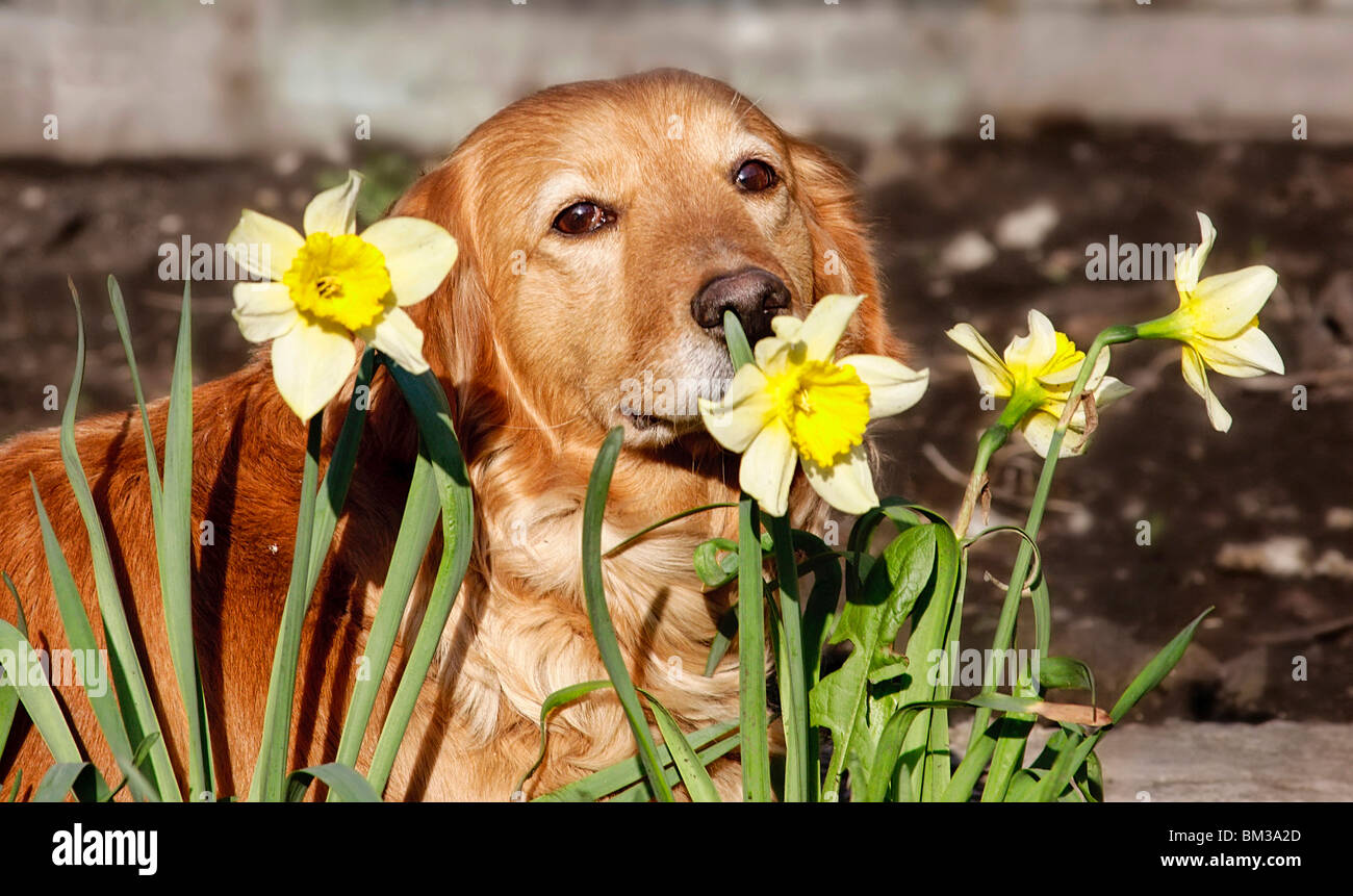 Photo of a dog on a background of beautiful spring flowers Stock Photo ...