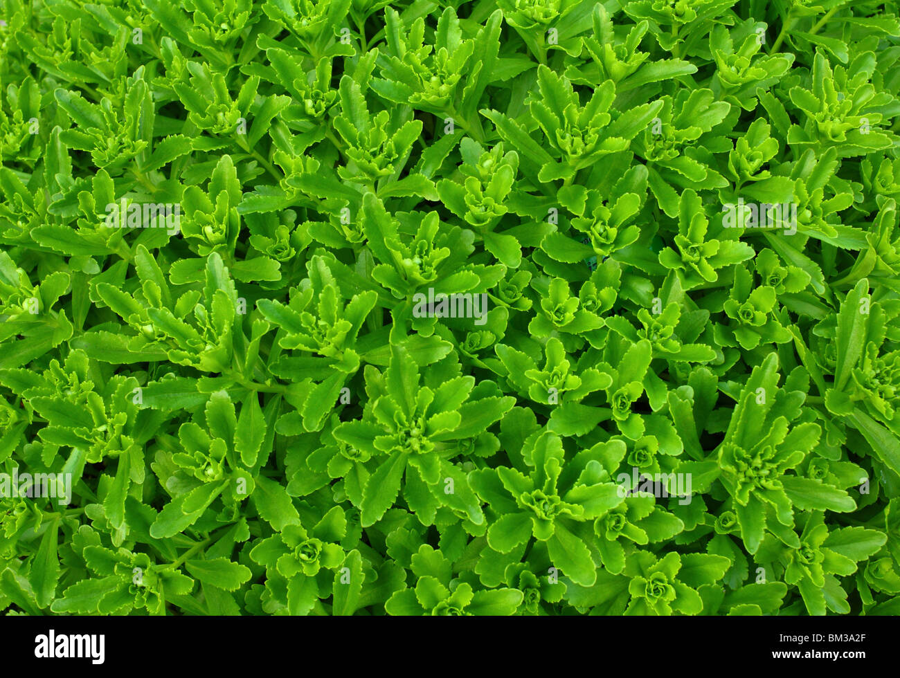 Stonecrop fresh green spring leaves close up Sedum Stock Photo - Alamy