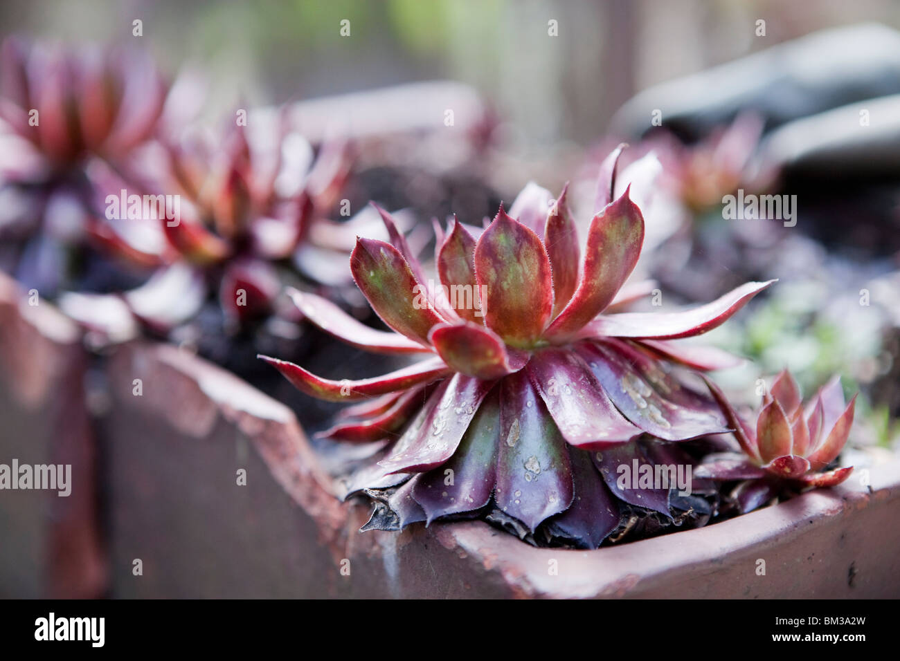 Liveforever sempervivum hi-res stock photography and images - Alamy