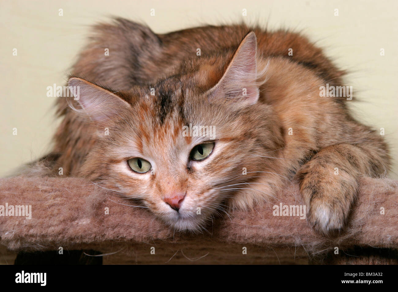 Angorakatze hi-res stock photography and images - Alamy