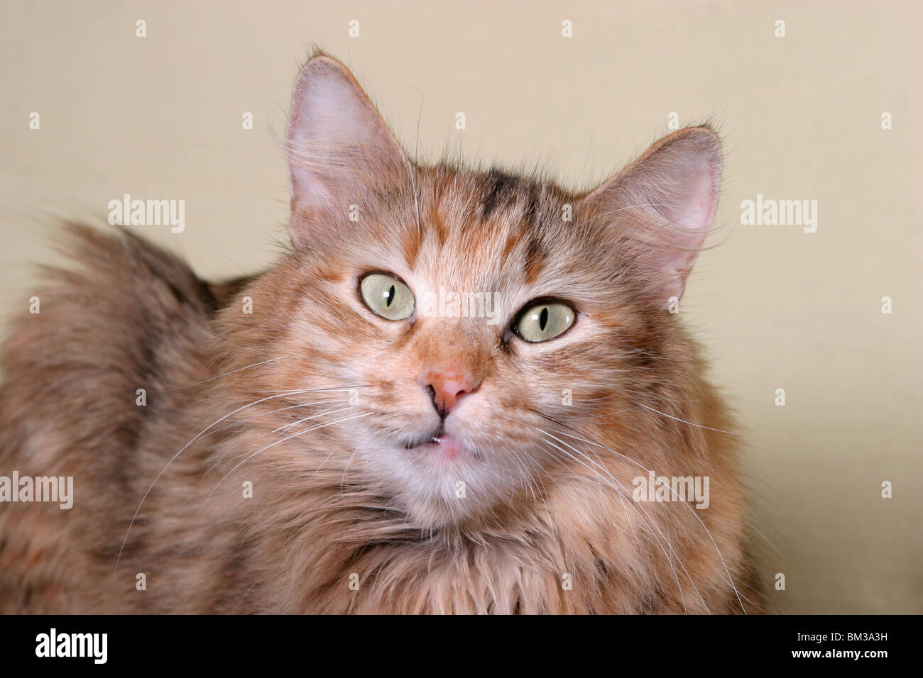 Angorakatze hi-res stock photography and images - Alamy