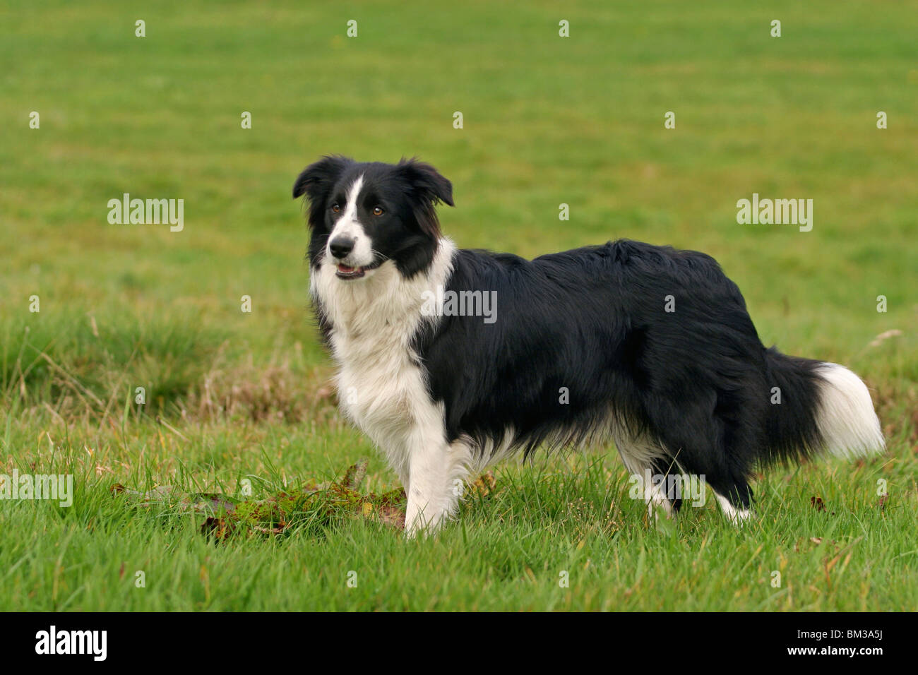 stehender Border Collie / standing Border Collie Stock Photo - Alamy