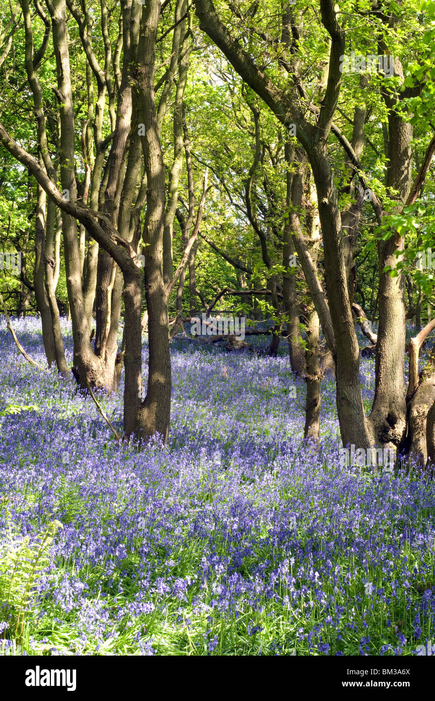 Bluebells in Burleigh Wood Loughborough Leicestershire East Midlands ...