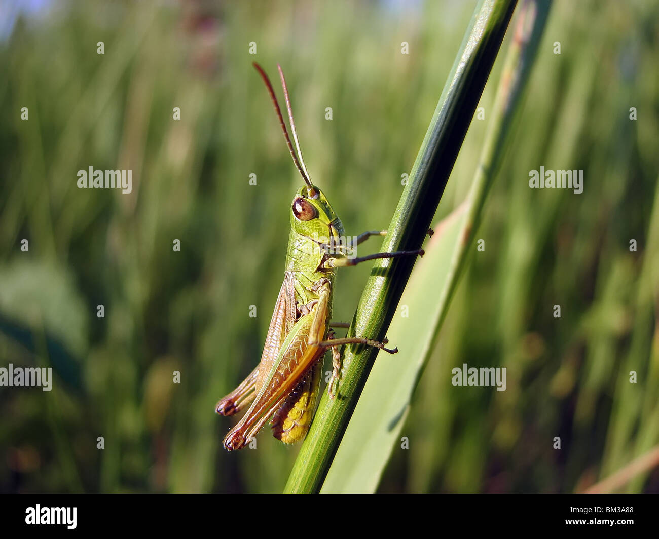 In a grass the grasshopper has hidden Stock Photo - Alamy