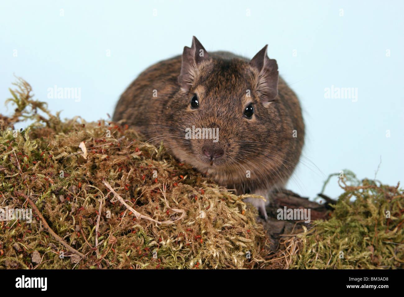 Rr 03674 hi-res stock photography and images - Alamy
