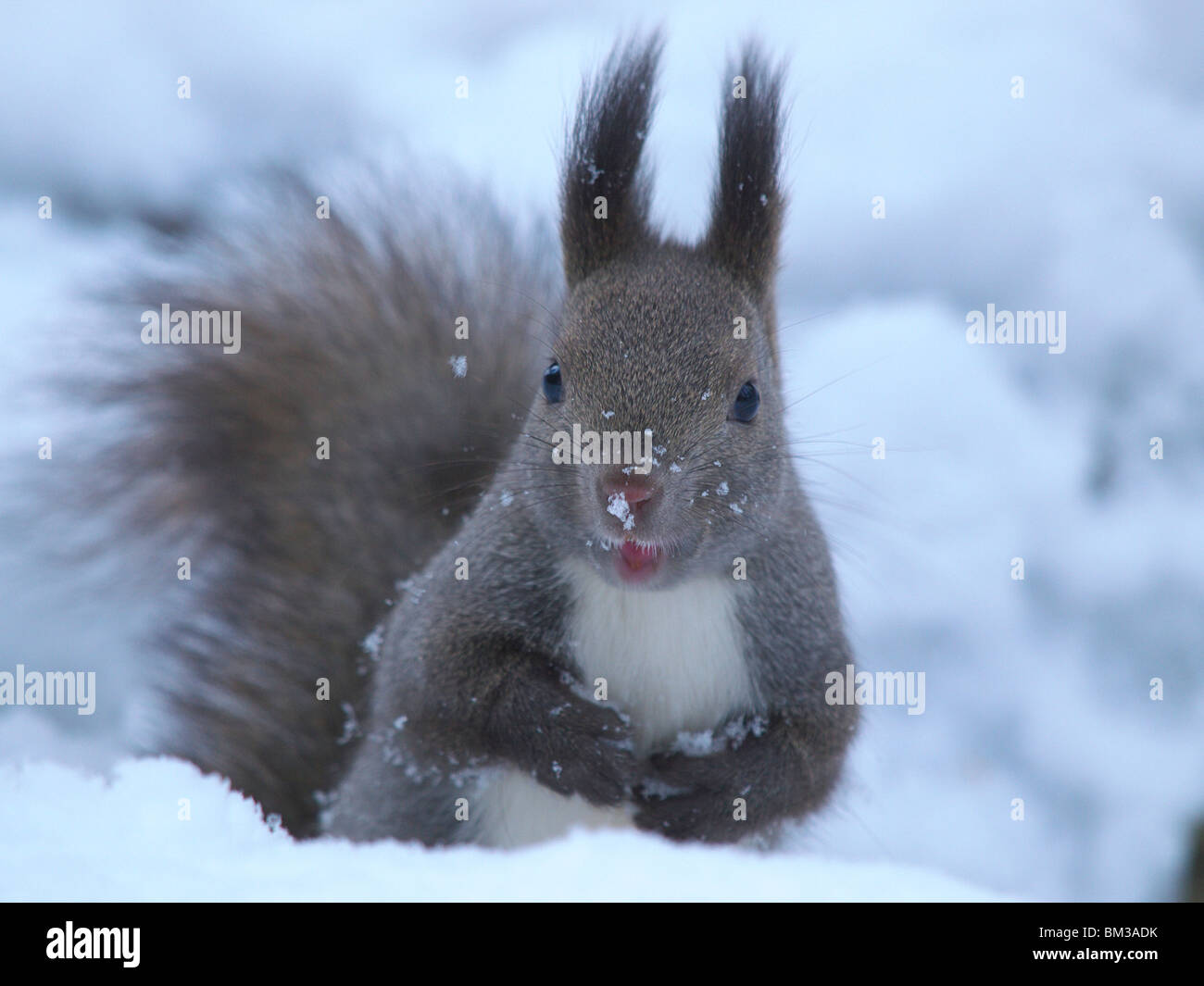 Squirrel in snow hi-res stock photography and images - Alamy