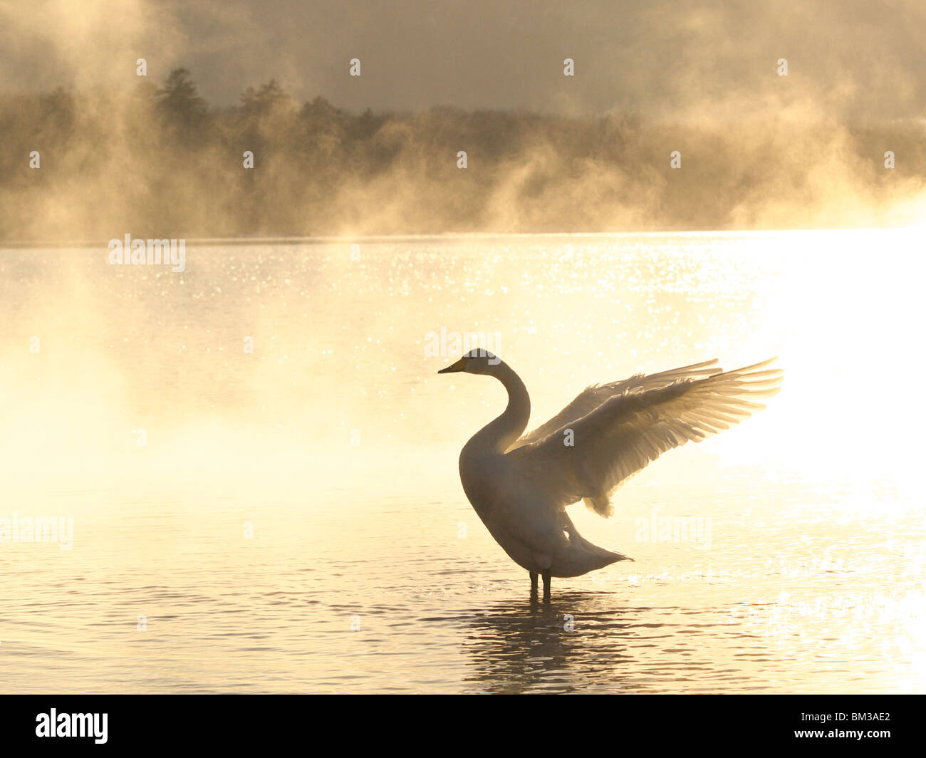 Swan spread wings water hi-res stock photography and images - Alamy