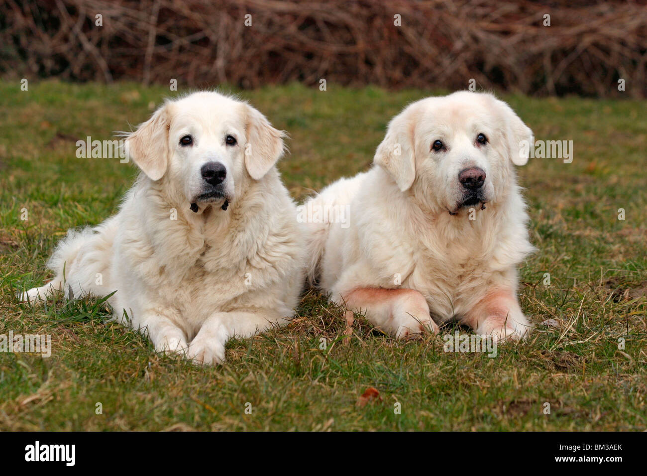 Podhalaner polski owczarek podhalanski hi-res stock photography and ...