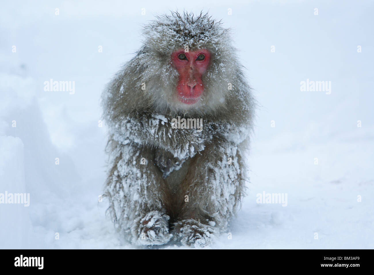 Japanese macaque (Macaca fuscata) in snow Stock Photo - Alamy