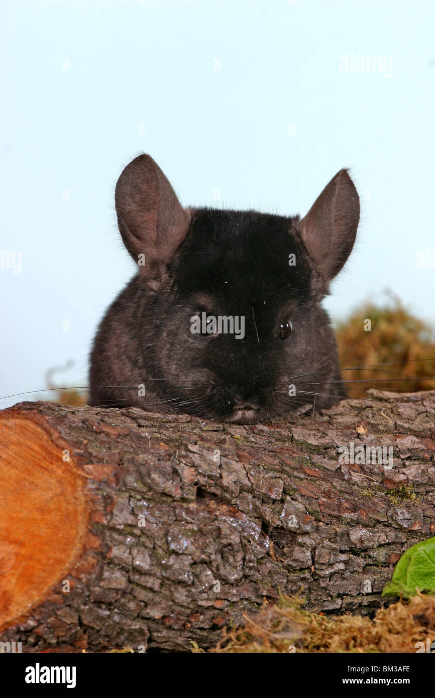 Chinchilla / Laniger Portrait Stock Photo - Alamy