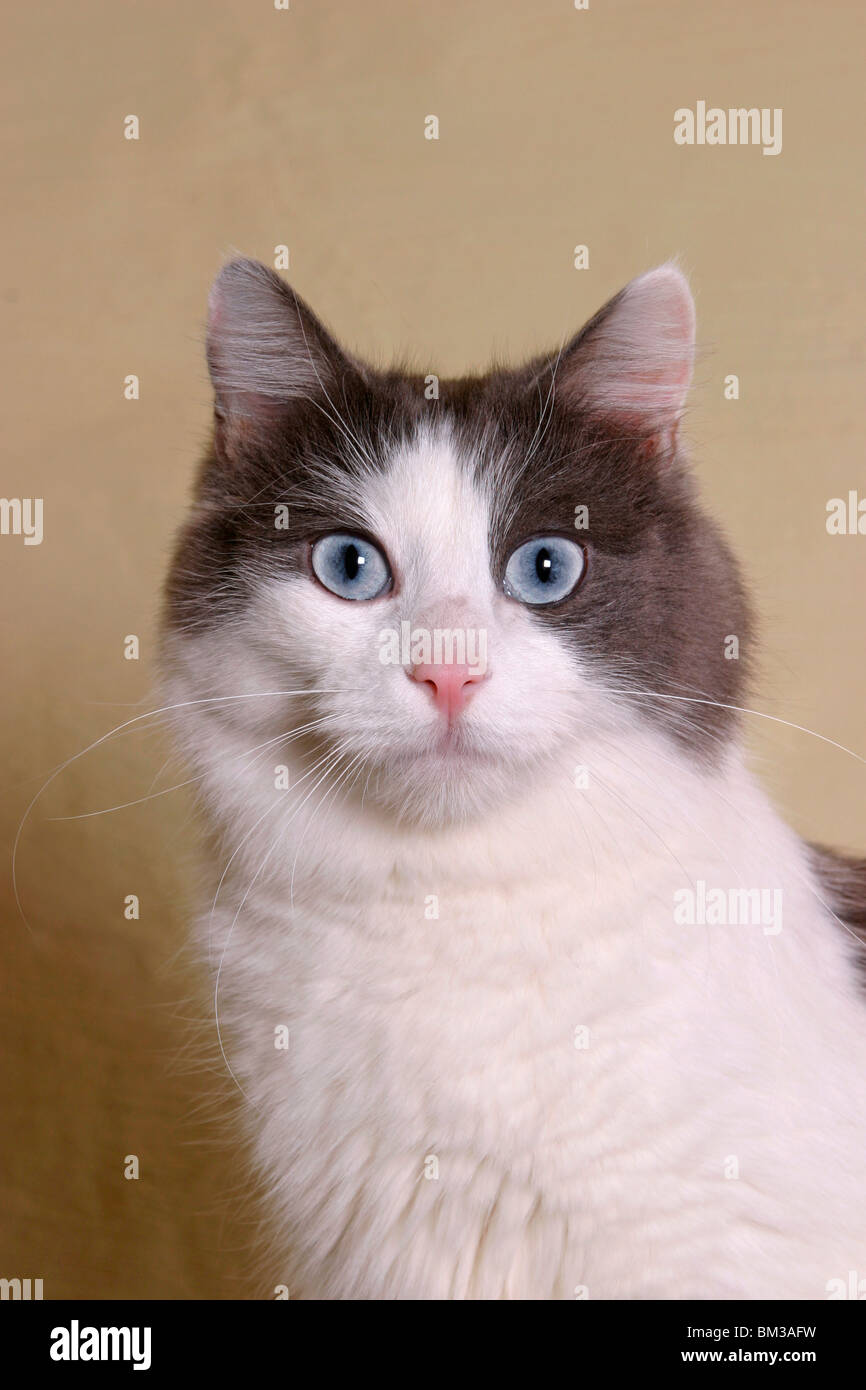 Vankatze hi-res stock photography and images - Alamy