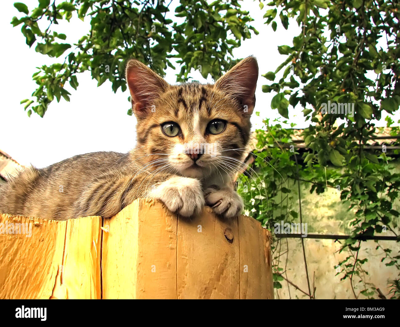 Portrait of the cat Stock Photo - Alamy
