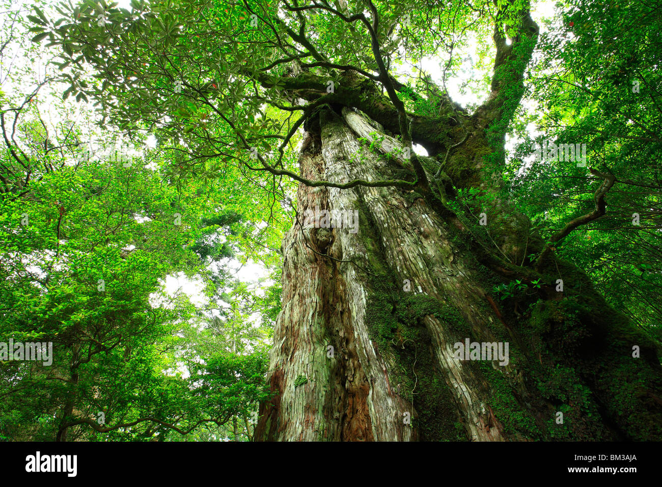 Cedar tree, Yakushima Island, Kagoshima Prefecture, Kyushu, Japan Stock ...