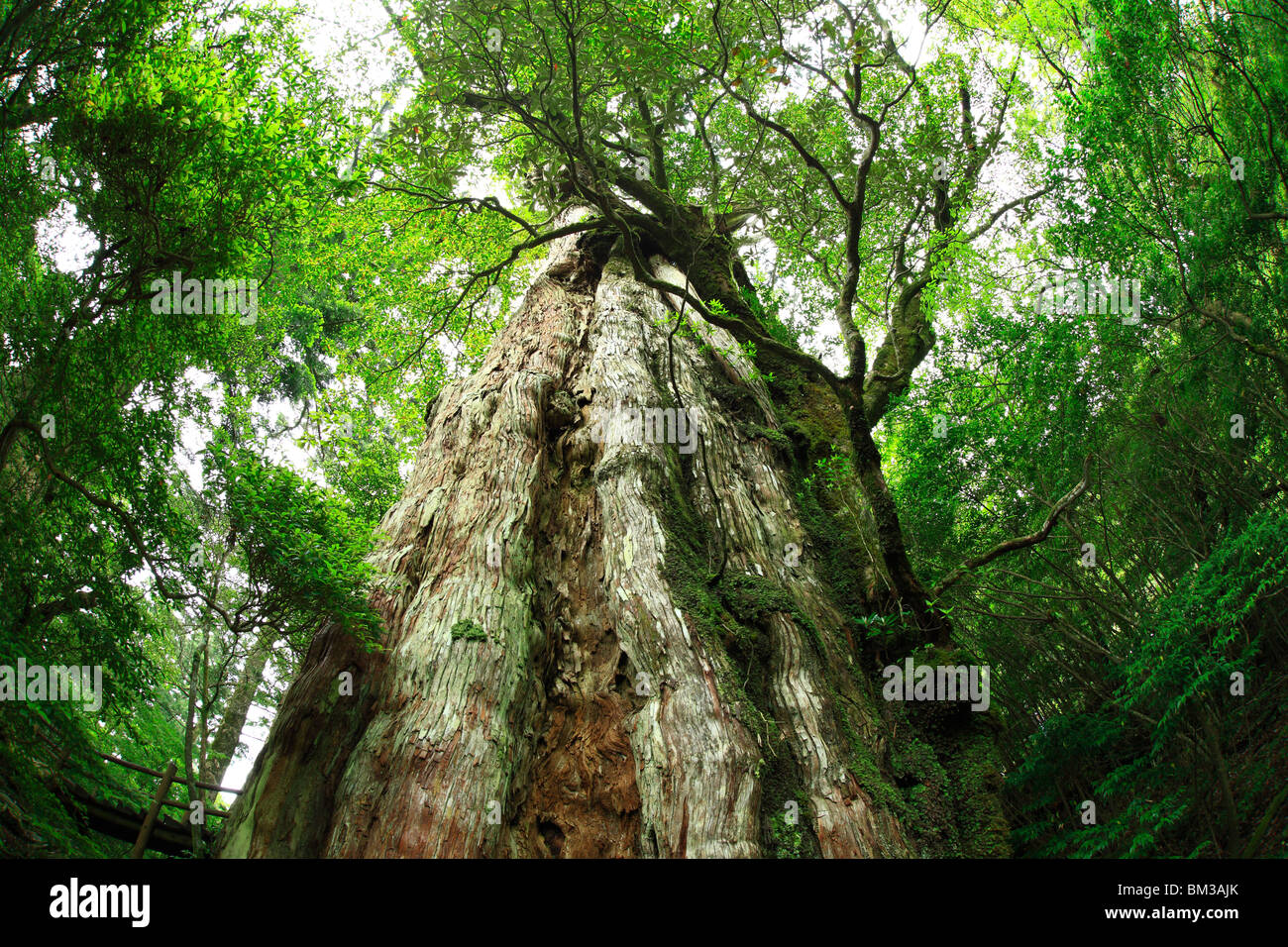 Yakushima cedar hi-res stock photography and images - Alamy