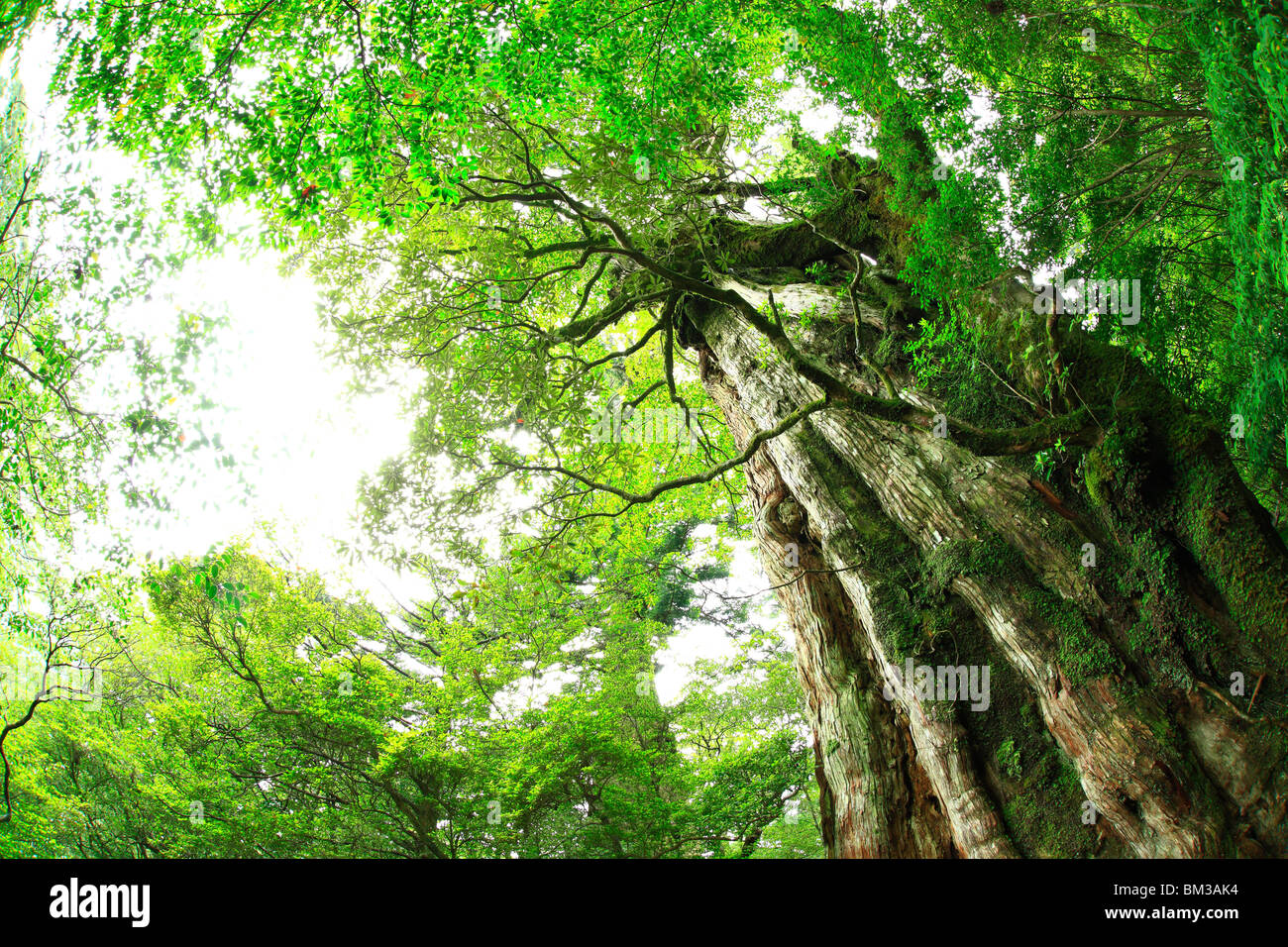 Cedar tree, Yakushima Island, Kagoshima Prefecture, Kyushu, Japan Stock ...