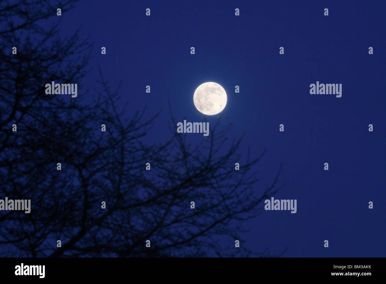 Full moon in dusk Stock Photo - Alamy