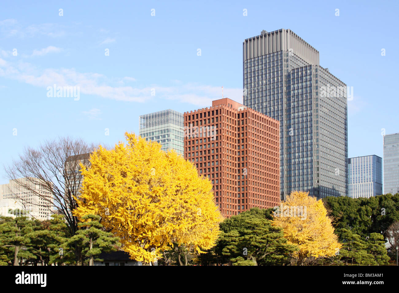 Office buildings and ginkgo trees, Tokyo prefecture, Japan Stock Photo ...