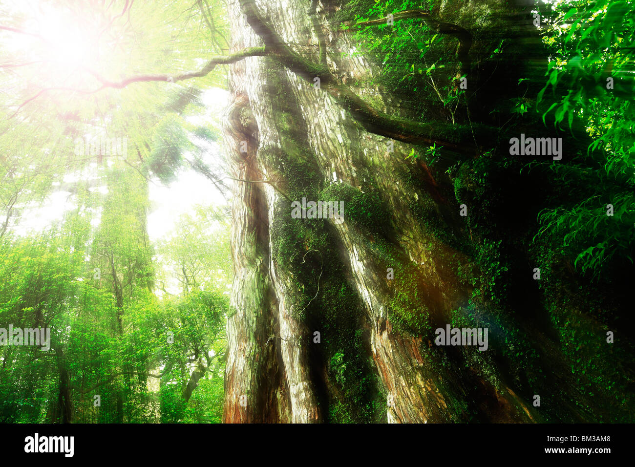 Cedar tree, Yakushima Island, Kagoshima Prefecture, Kyushu, Japan Stock ...
