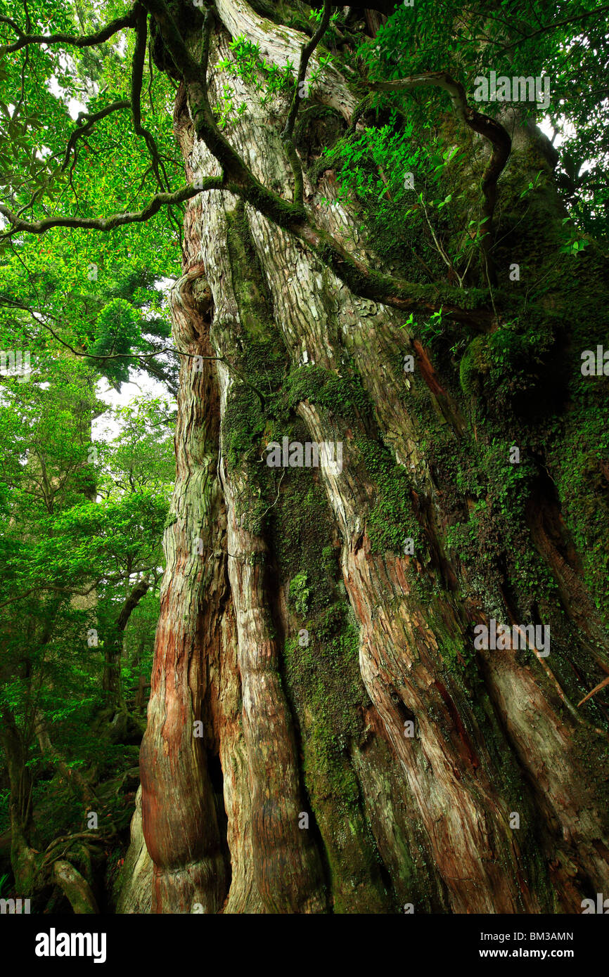 Cedar tree, Yakushima Island, Kagoshima Prefecture, Kyushu, Japan Stock ...