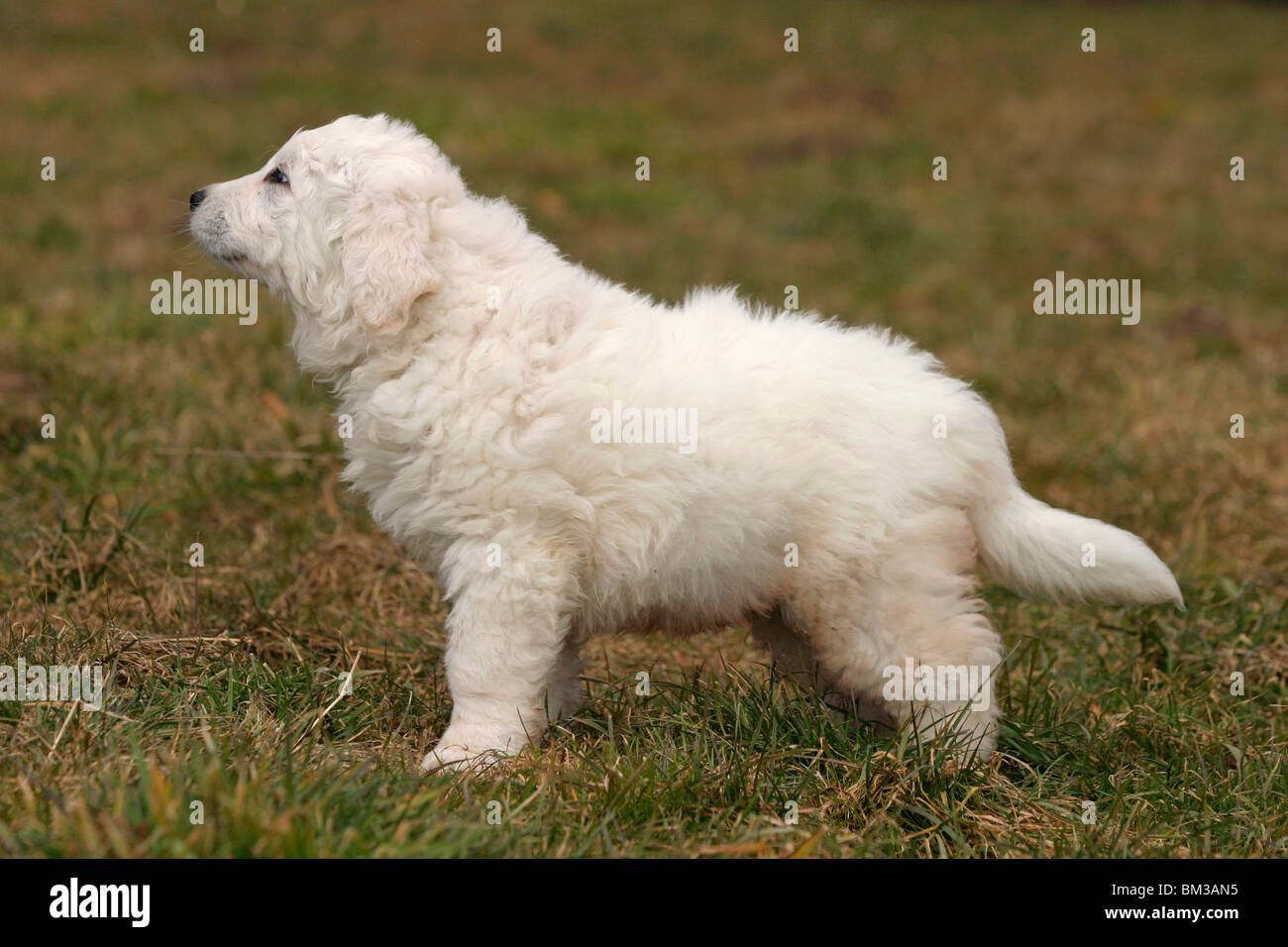 Podhalaner polski owczarek podhalanski hi-res stock photography and ...