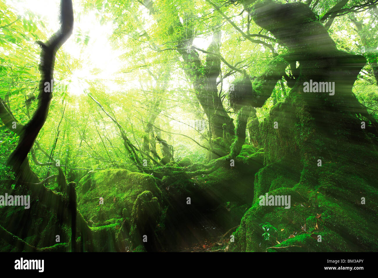 Forest, Yakushima Island, Kagoshima Prefecture, Kyushu, Japan Stock ...